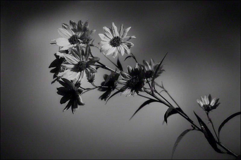 Wild Flowers - ED FRITZ IMAGES