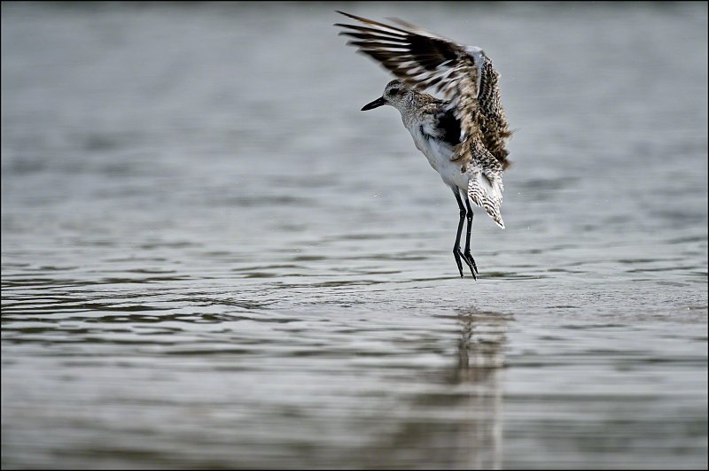 WildLife - ED FRITZ IMAGES